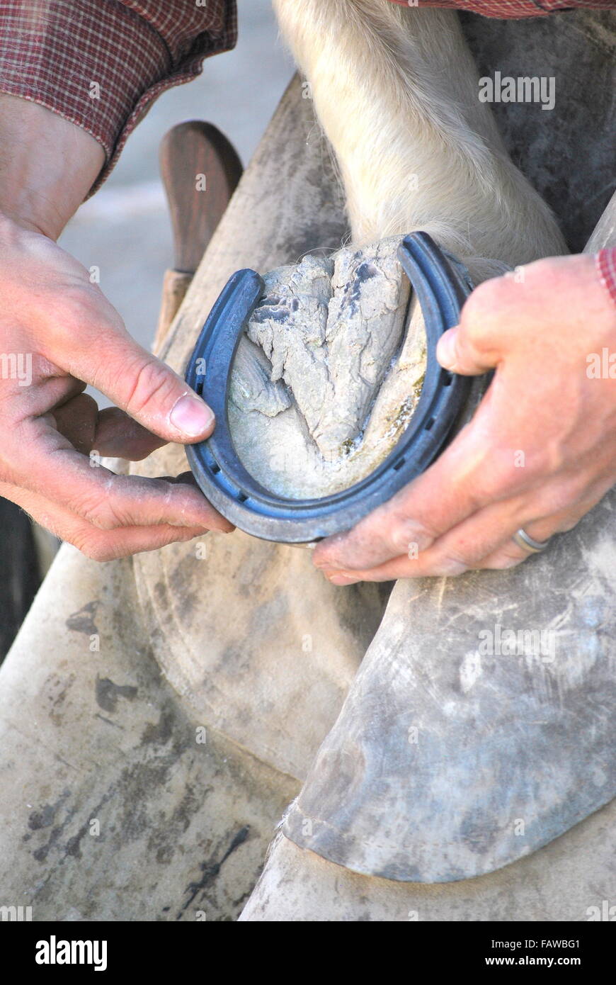 Male farrier working on a horseshoe Stock Photo - Alamy
