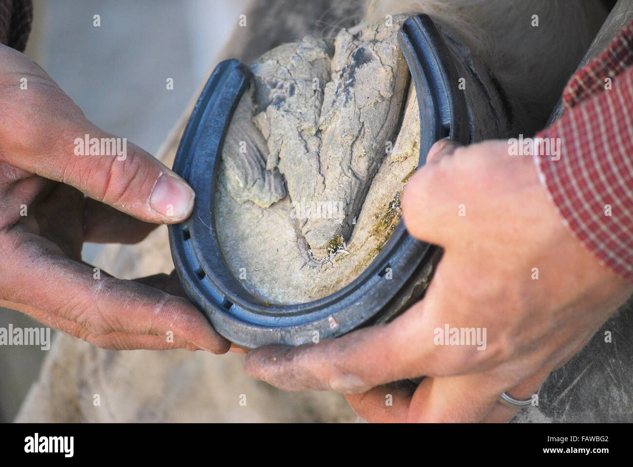 Male farrier working on a horseshoe Stock Photo - Alamy