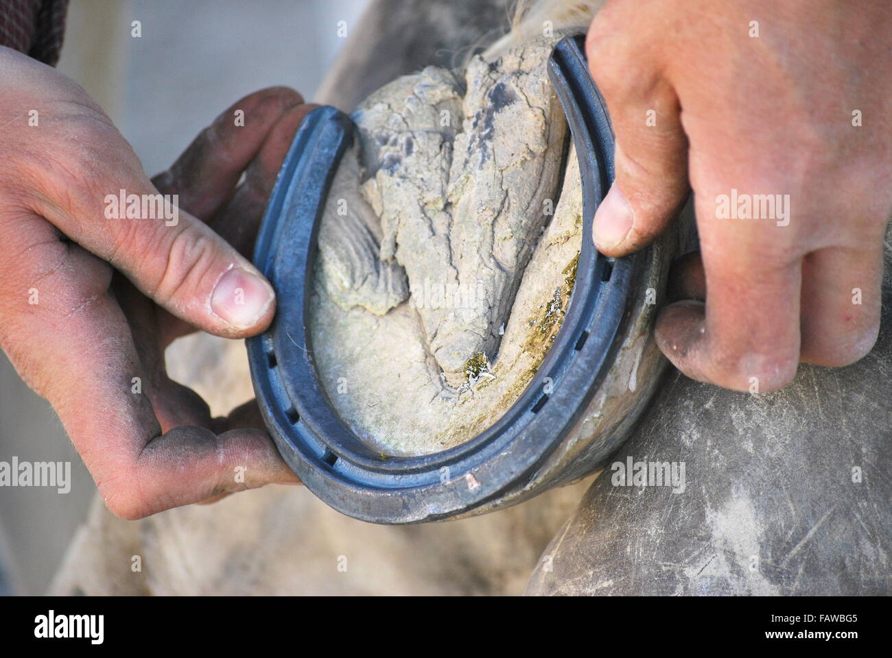 Farrier working hi-res stock photography and images - Alamy