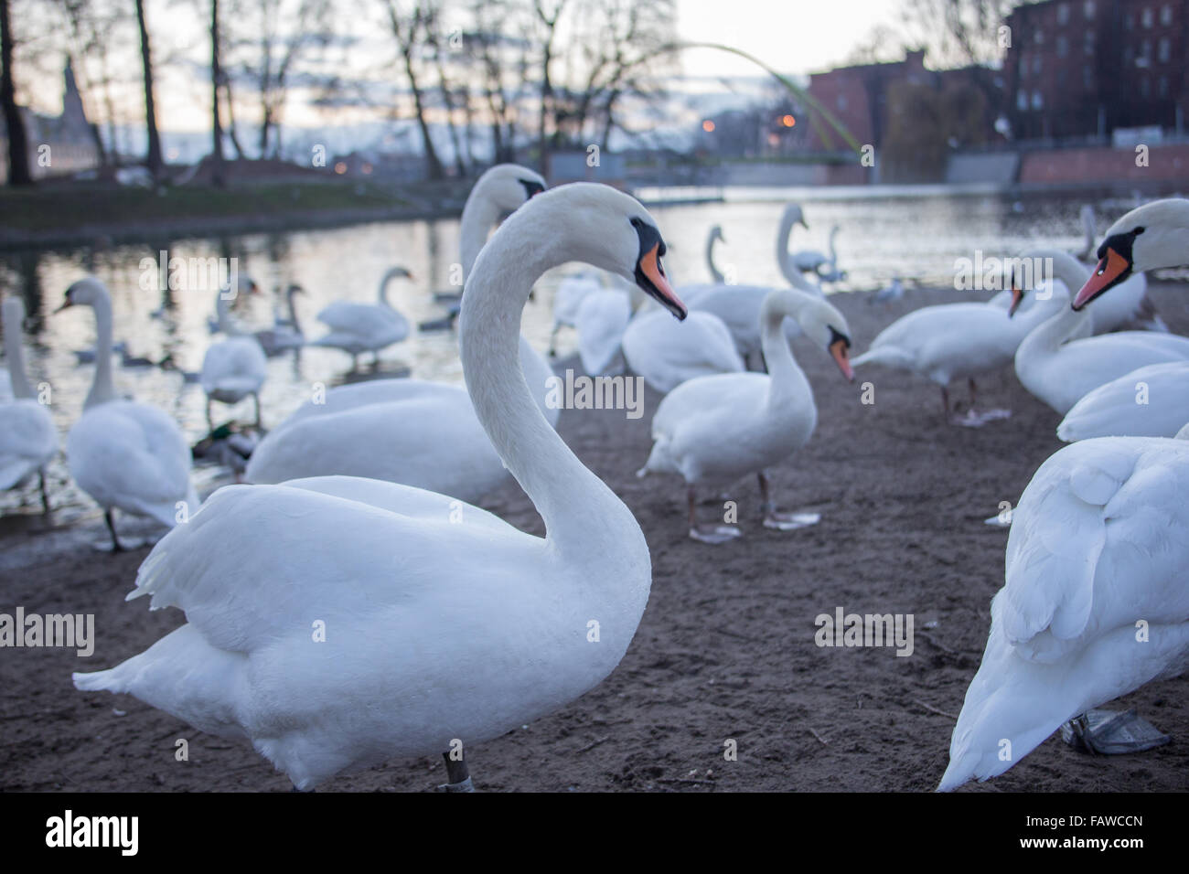 Group of swans Stock Photo - Alamy