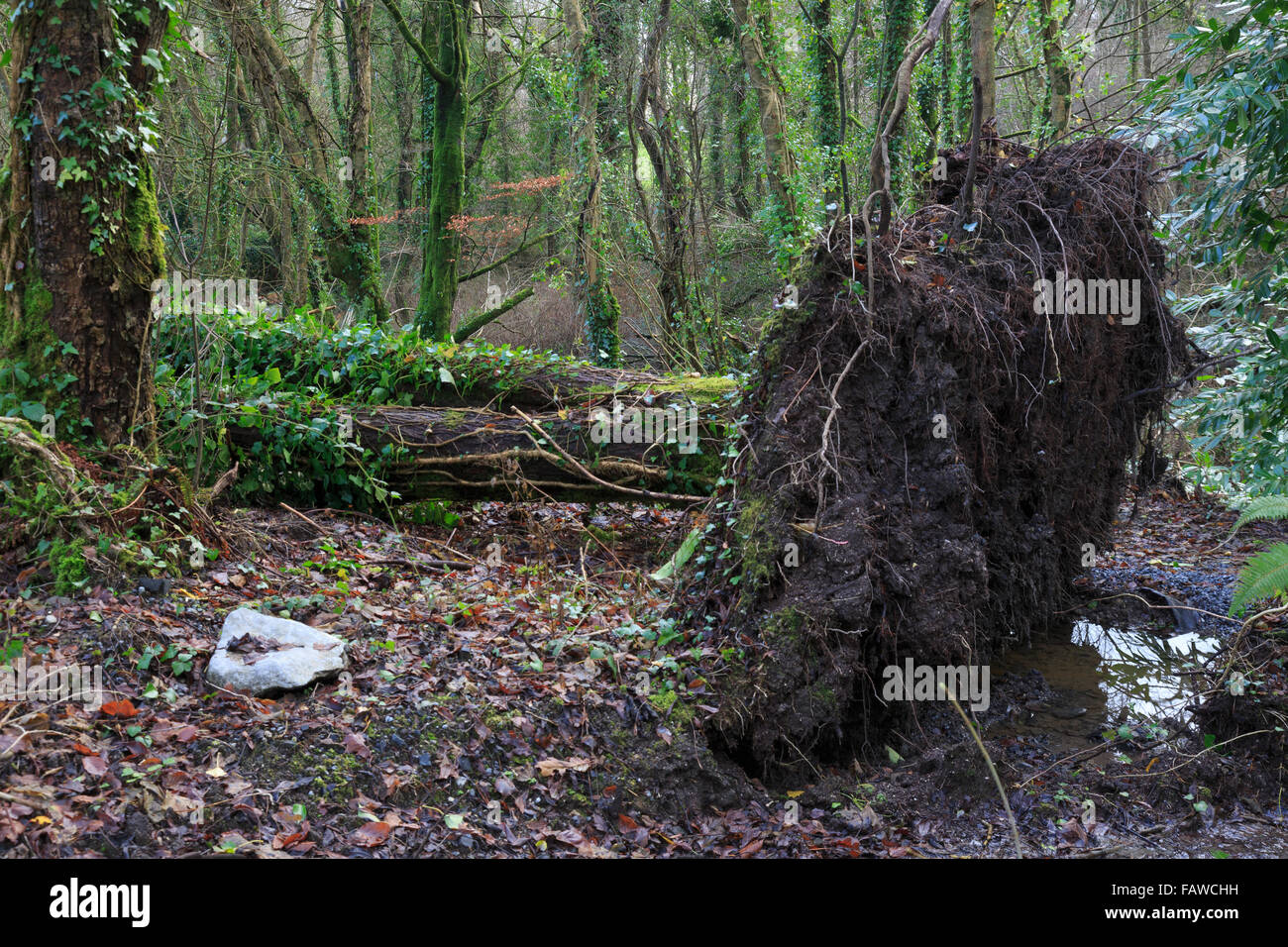 News limerick ireland hi-res stock photography and images - Alamy