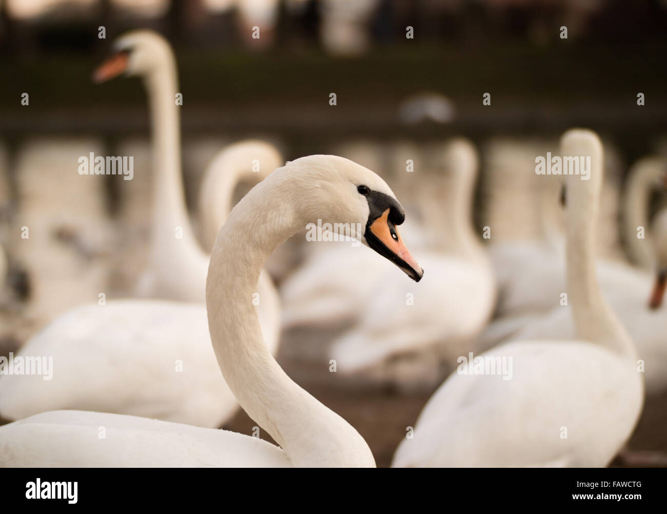 Group of swans Stock Photo - Alamy