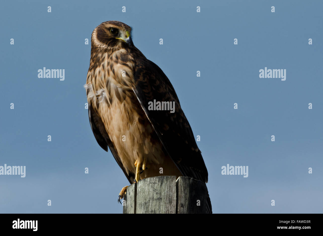 Chimanga caracara (Milvago chimango), falconidae, Laguna Nimez Reserve ...