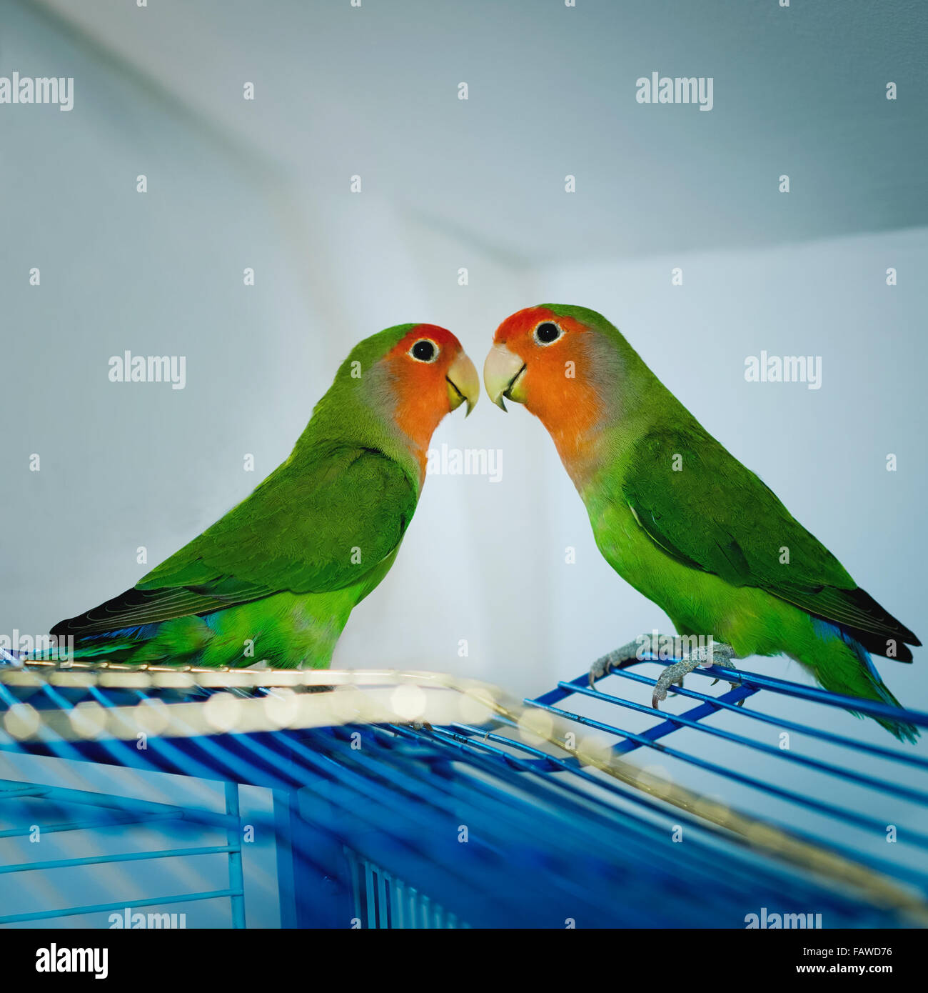 Two lovers parrot Stock Photo - Alamy