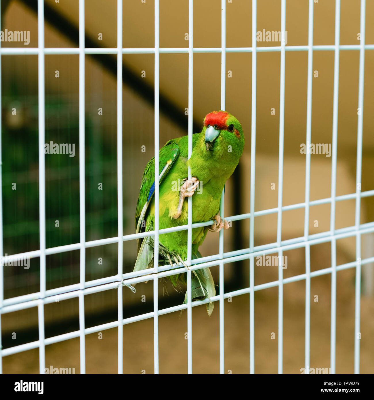 Parrot in the cage Stock Photo - Alamy