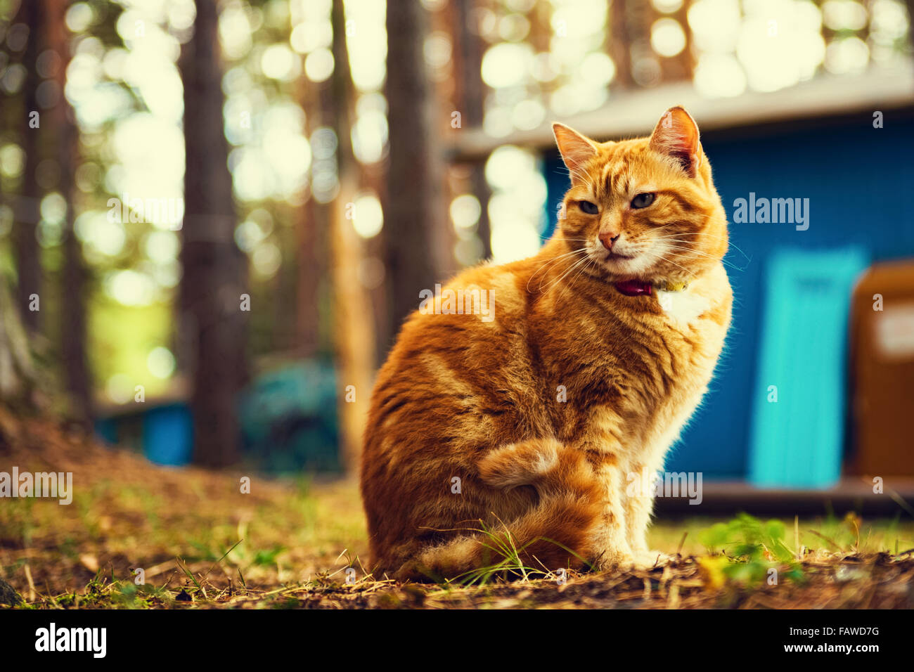 Cat headed hi-res stock photography and images - Alamy