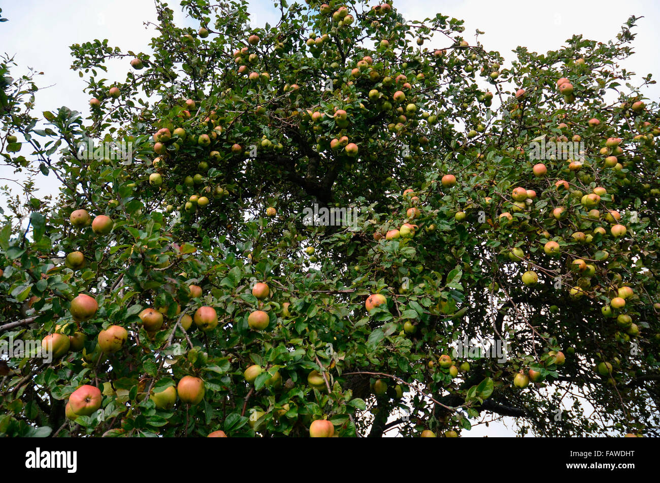 Keswick Codlin' apple tree Stock Photo - Alamy