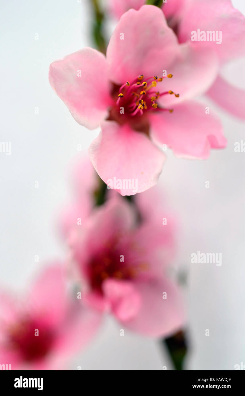 Peach Peregrine flower Stock Photo - Alamy