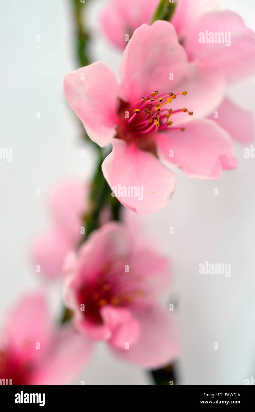 Peach Peregrine flower Stock Photo - Alamy