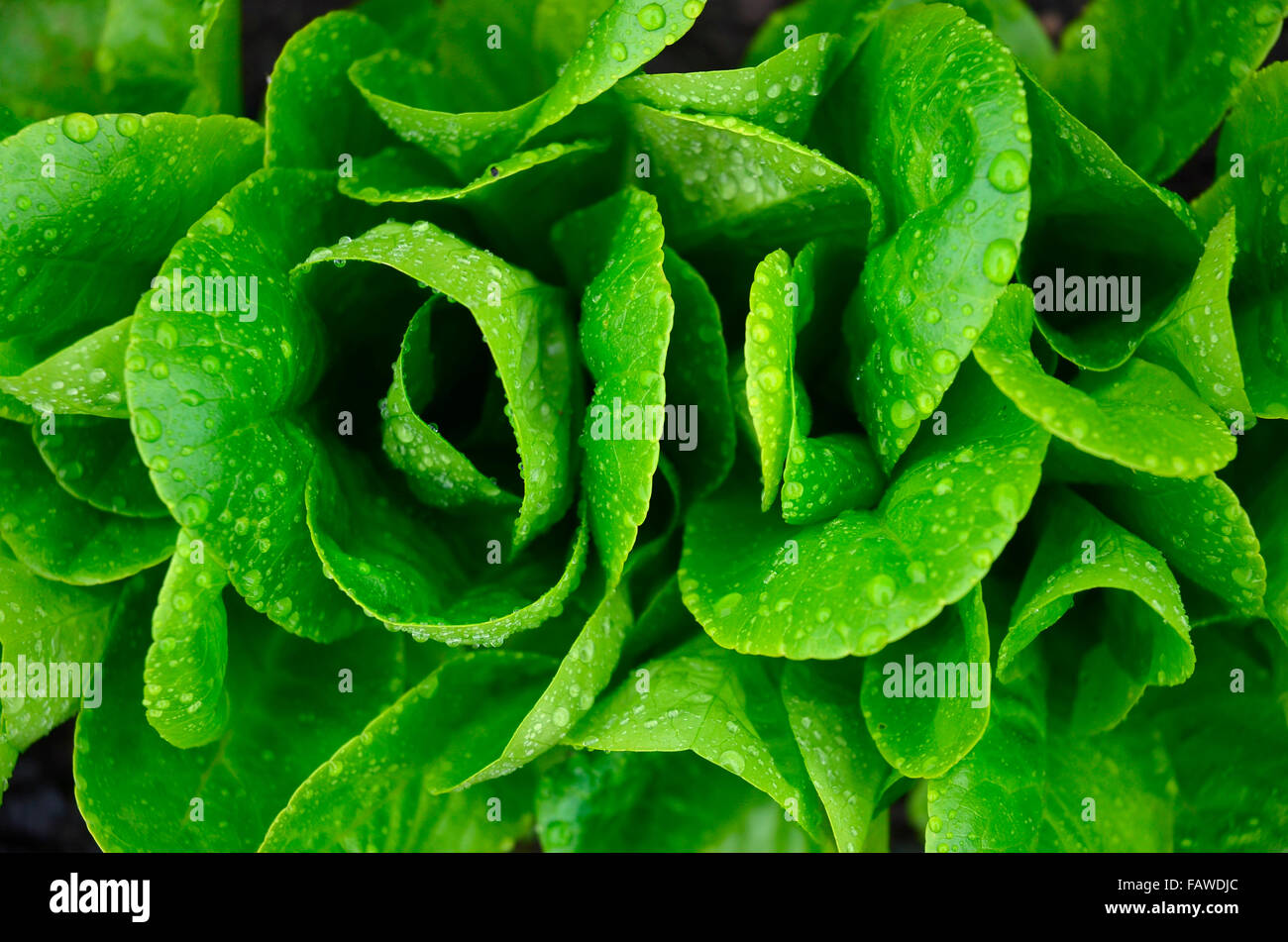 Lettuce - Little Gem Stock Photo - Alamy
