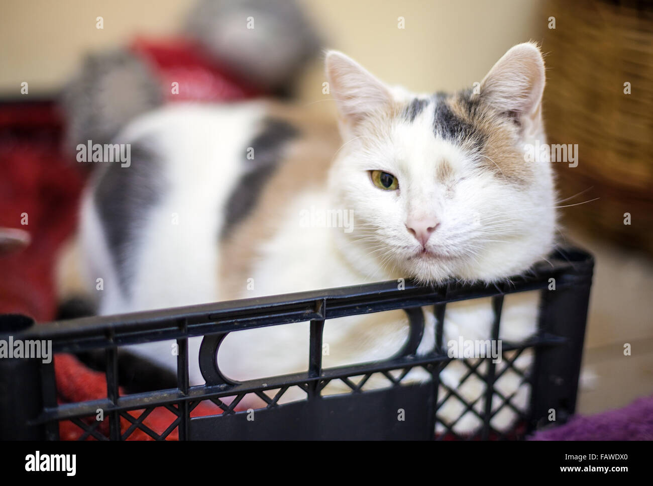 One-eyed cat portrait Stock Photo - Alamy