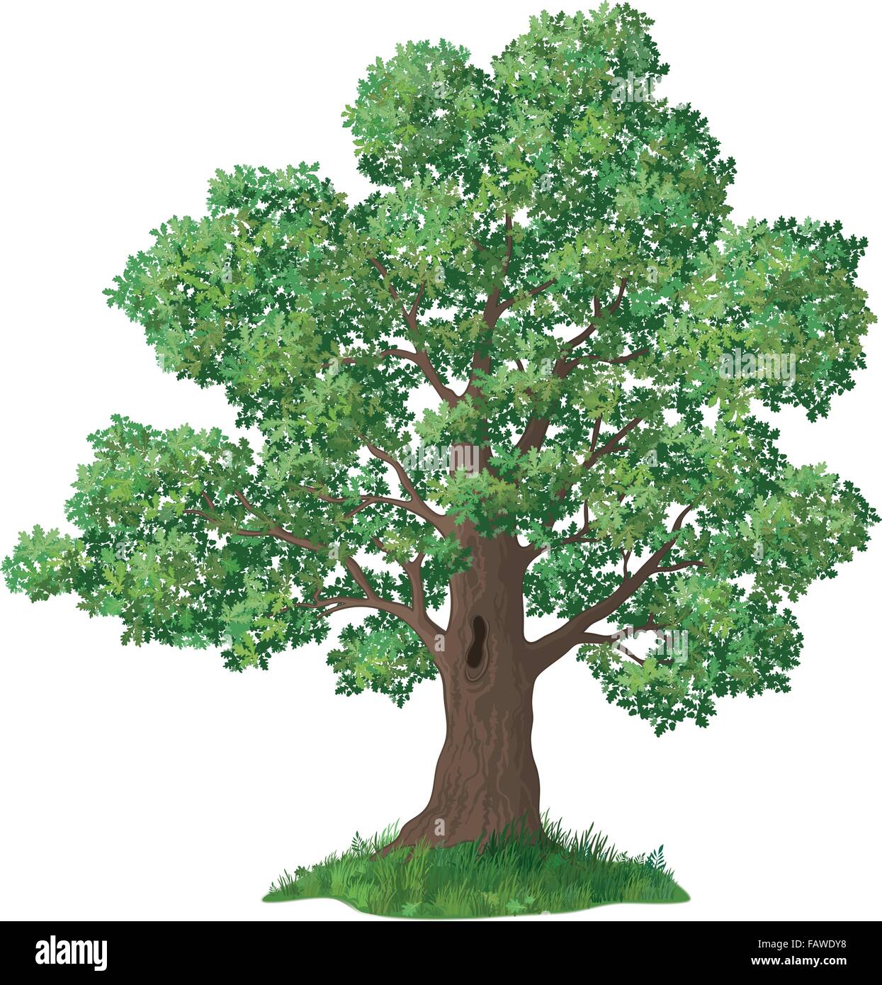 Tree hollow oak Stock Vector Images - Alamy