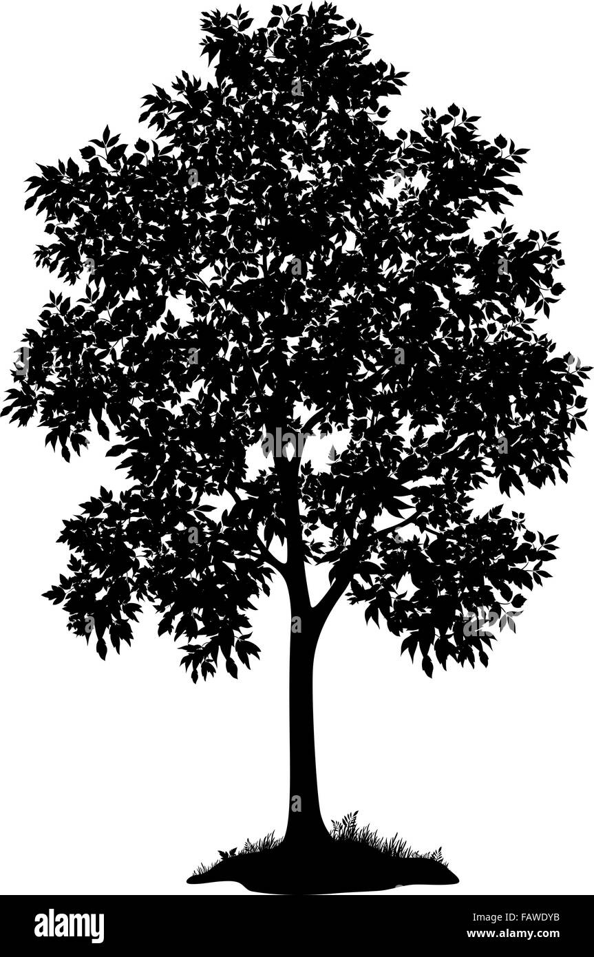 Maple tree and grass, silhouette Stock Vector Image & Art - Alamy