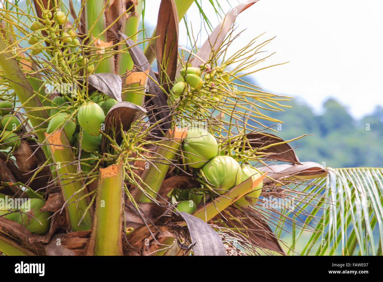 Coconut farming thailand hi-res stock photography and images - Alamy