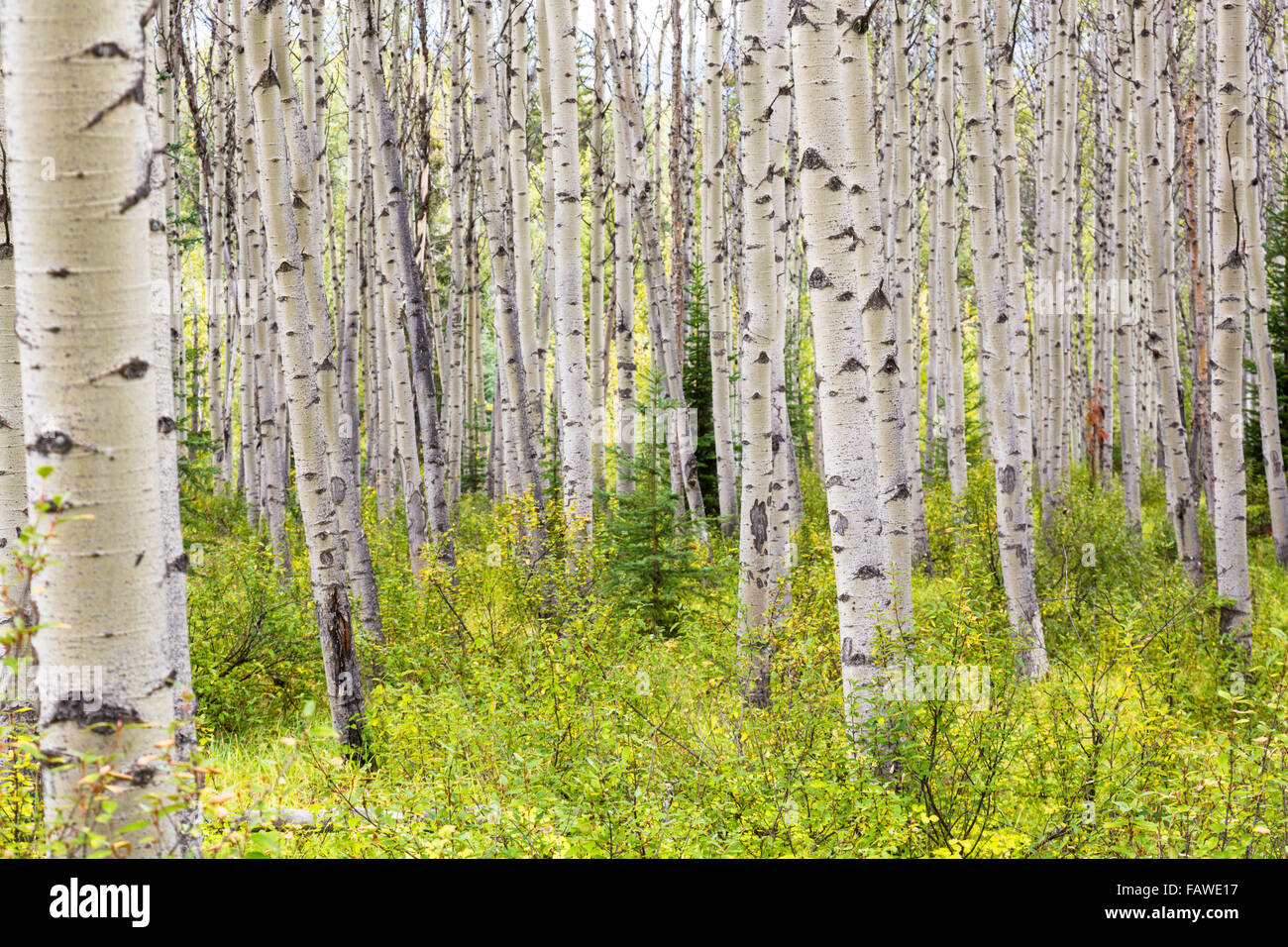 Aspen Trees, Aspen Forest, Jasper Nationalpark, Pyramid lake, Alberta ...