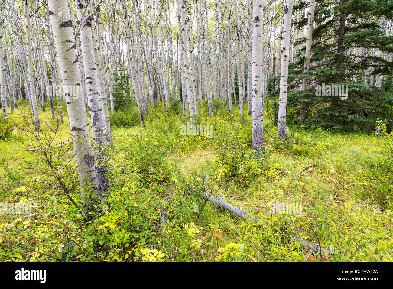 Aspen Trees, Aspen Forest, Jasper Nationalpark, Pyramid lake, Alberta ...