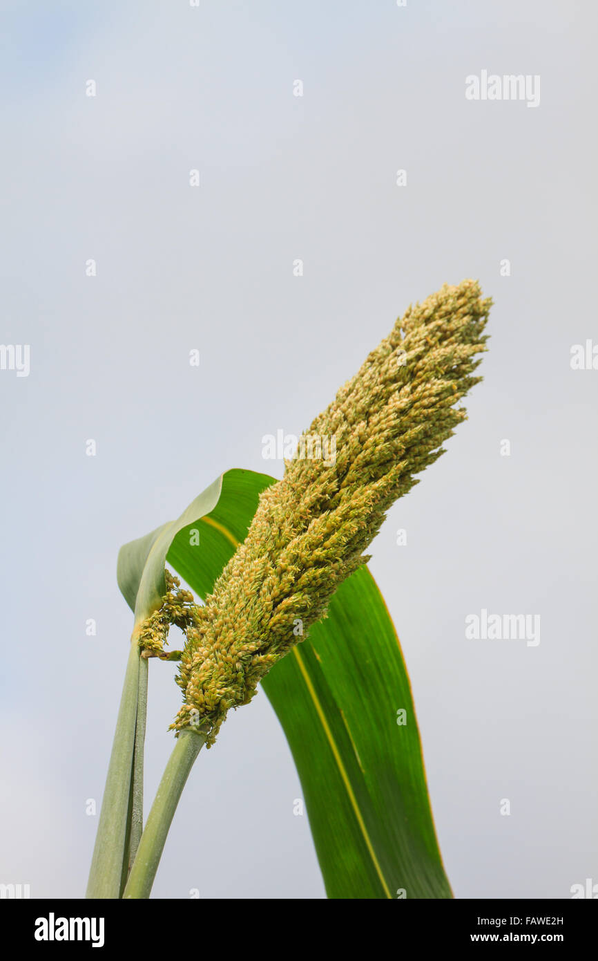 Sorghum fodder crop hi-res stock photography and images - Alamy