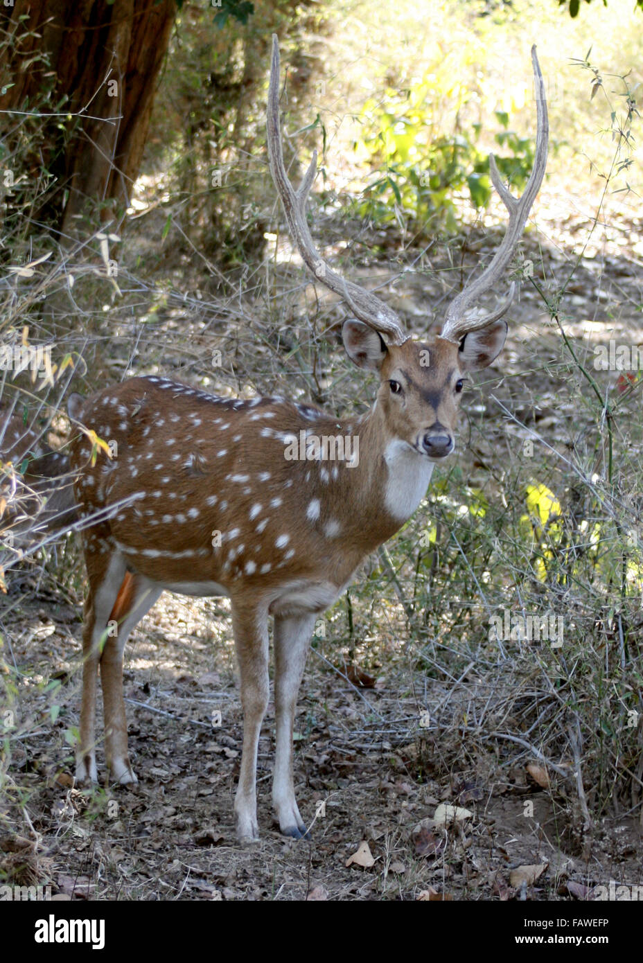 Spotted or Chital Deer (Axis Axis) India Stock Photo - Alamy