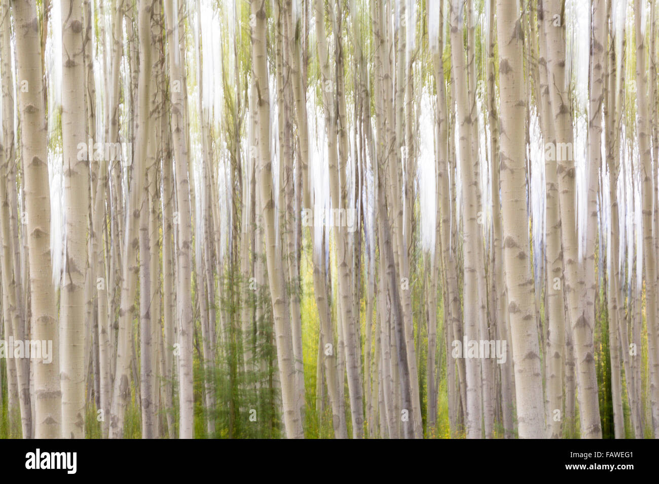 Aspen Trees, Aspen Forest, Jasper Nationalpark, Pyramid lake, Alberta ...
