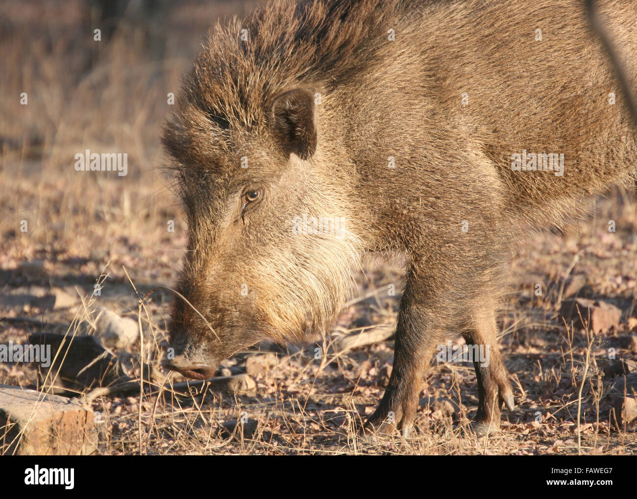 Indian Wild Boar India Stock Photo - Alamy