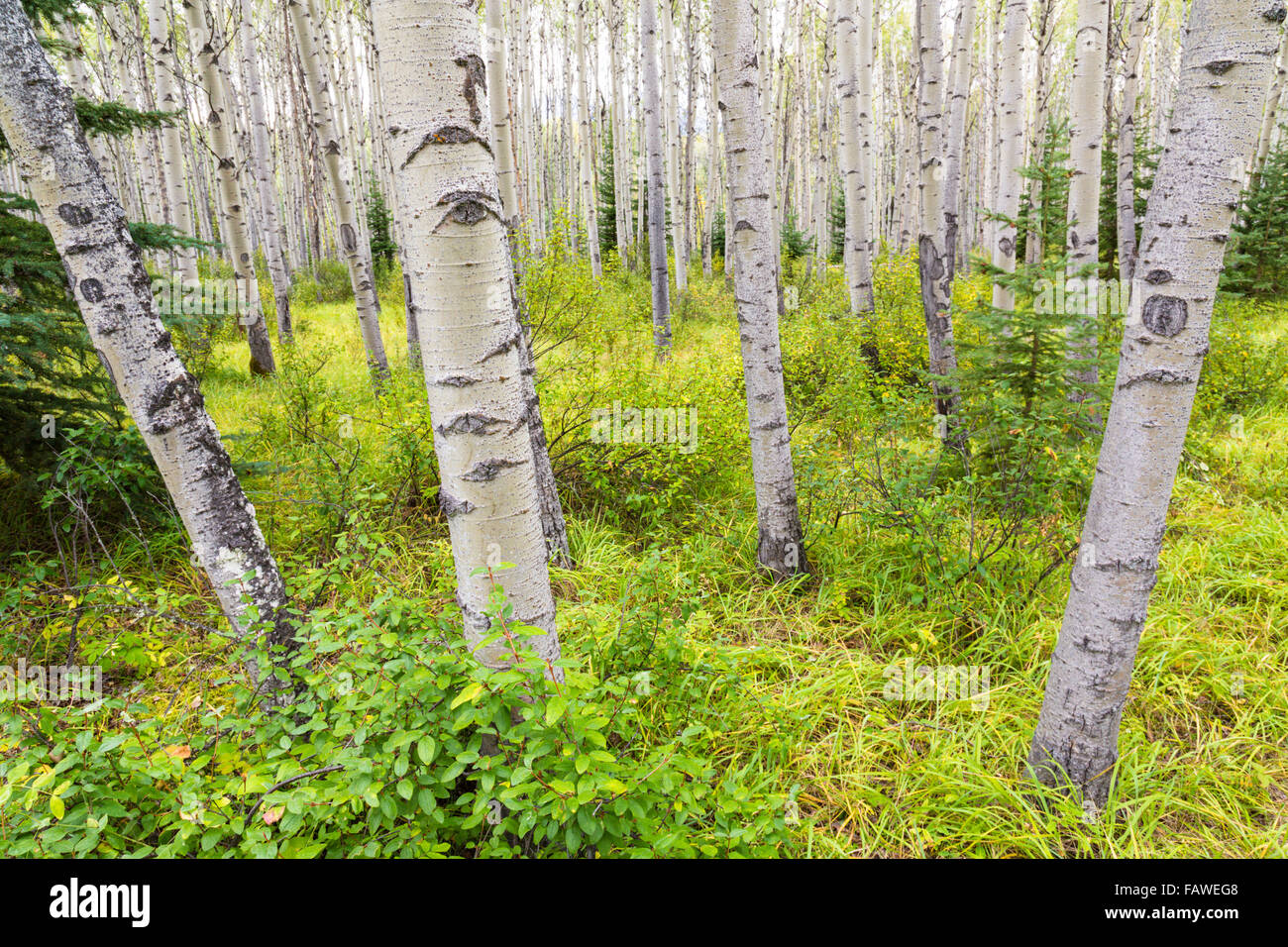 Aspen Trees, Aspen Forest, Jasper Nationalpark, Pyramid lake, Alberta ...