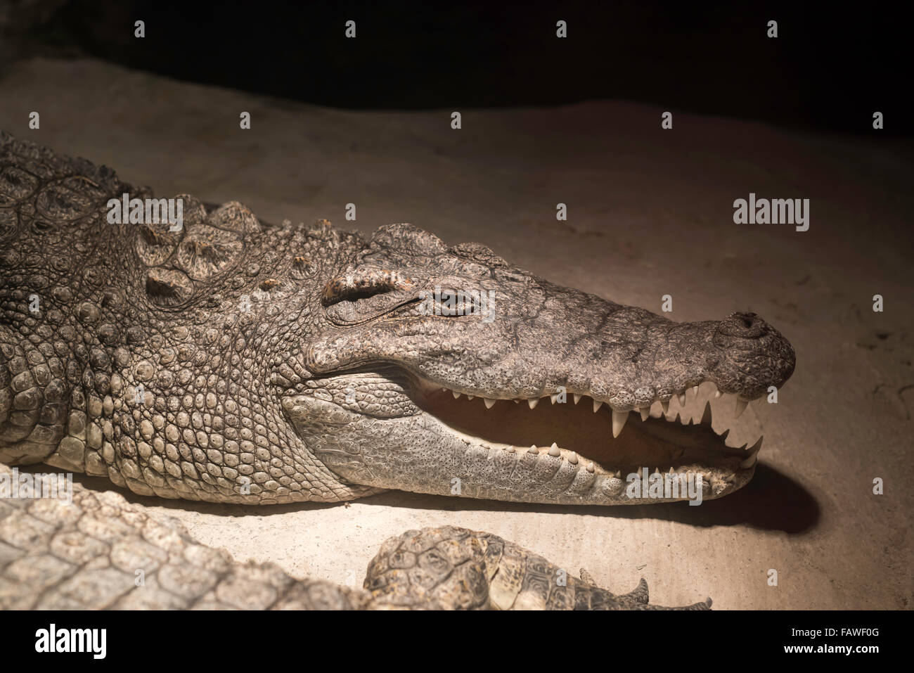 Crocodile cage hi-res stock photography and images - Alamy