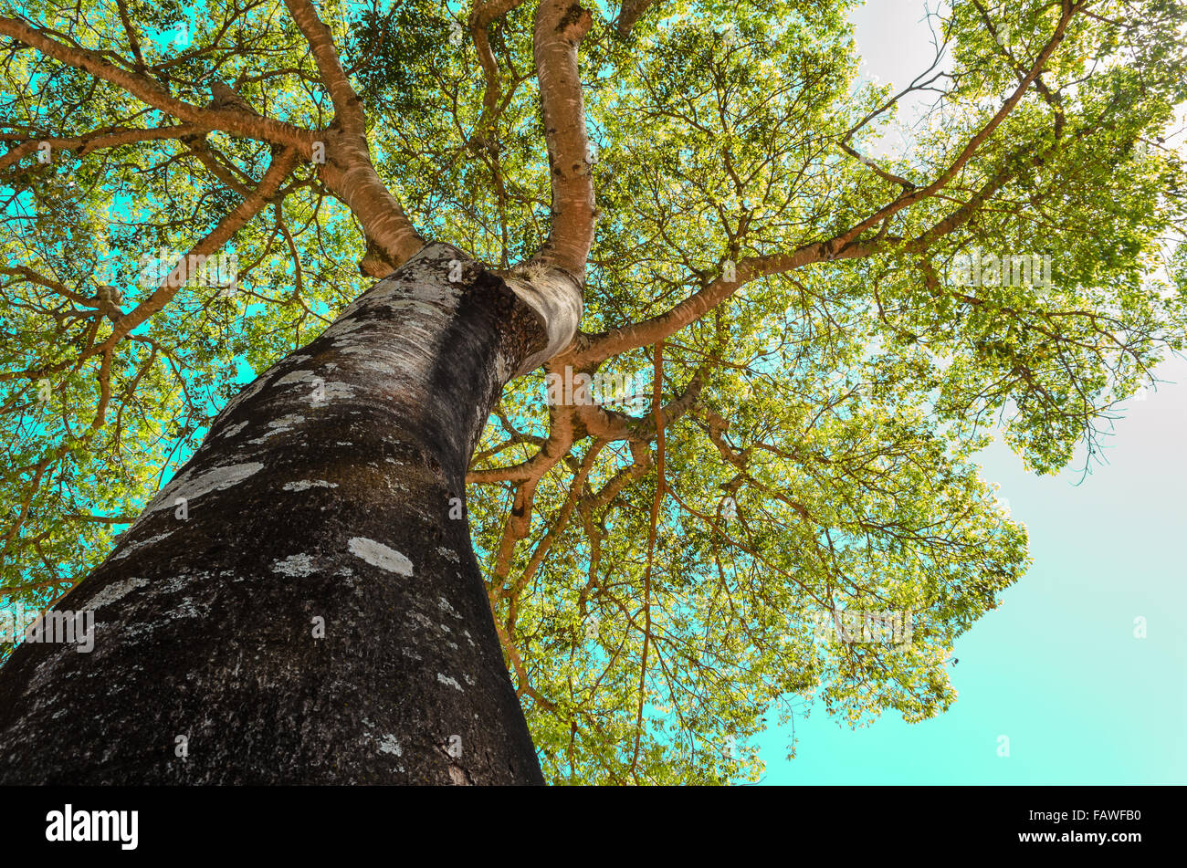 canopy tree (ceiba-speciosa Stock Photo - Alamy
