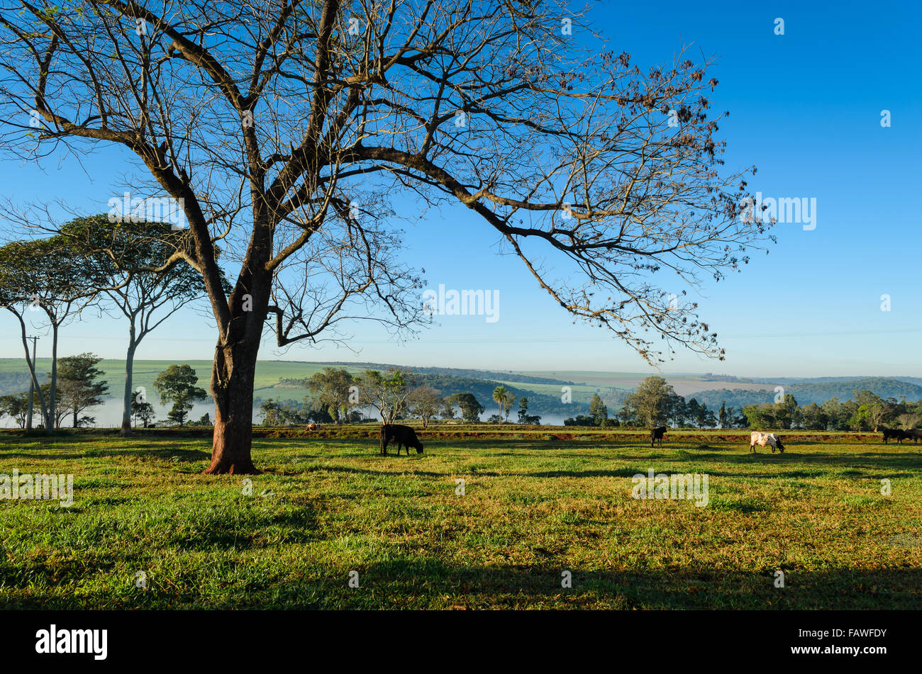 nellore - beef cattle Stock Photo - Alamy
