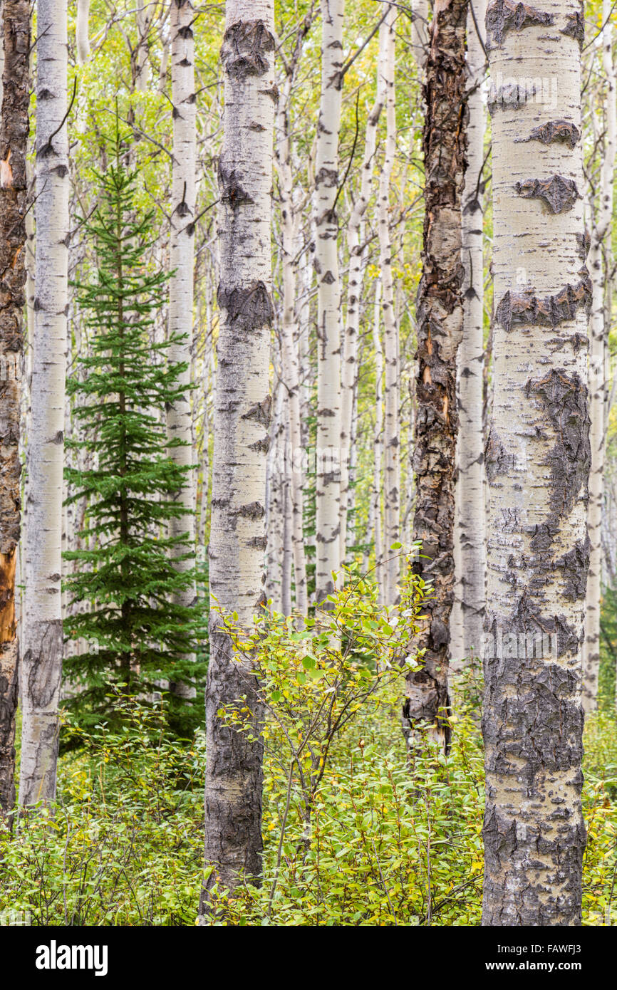 Aspen Trees, Aspen Forest, Jasper Nationalpark, Pyramid lake, Alberta ...