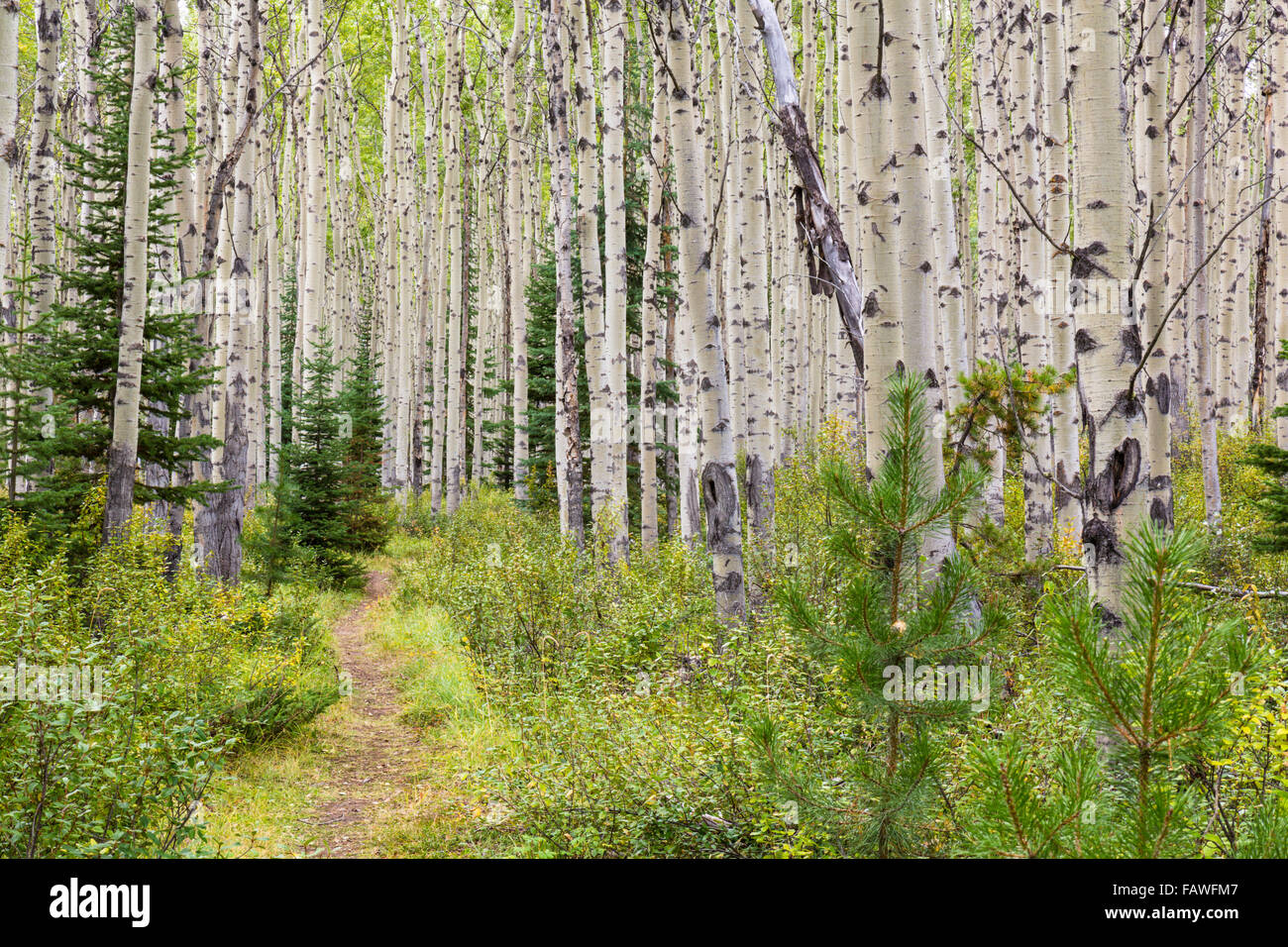 Aspen Trees, Aspen Forest, Jasper Nationalpark, Pyramid lake, Alberta ...