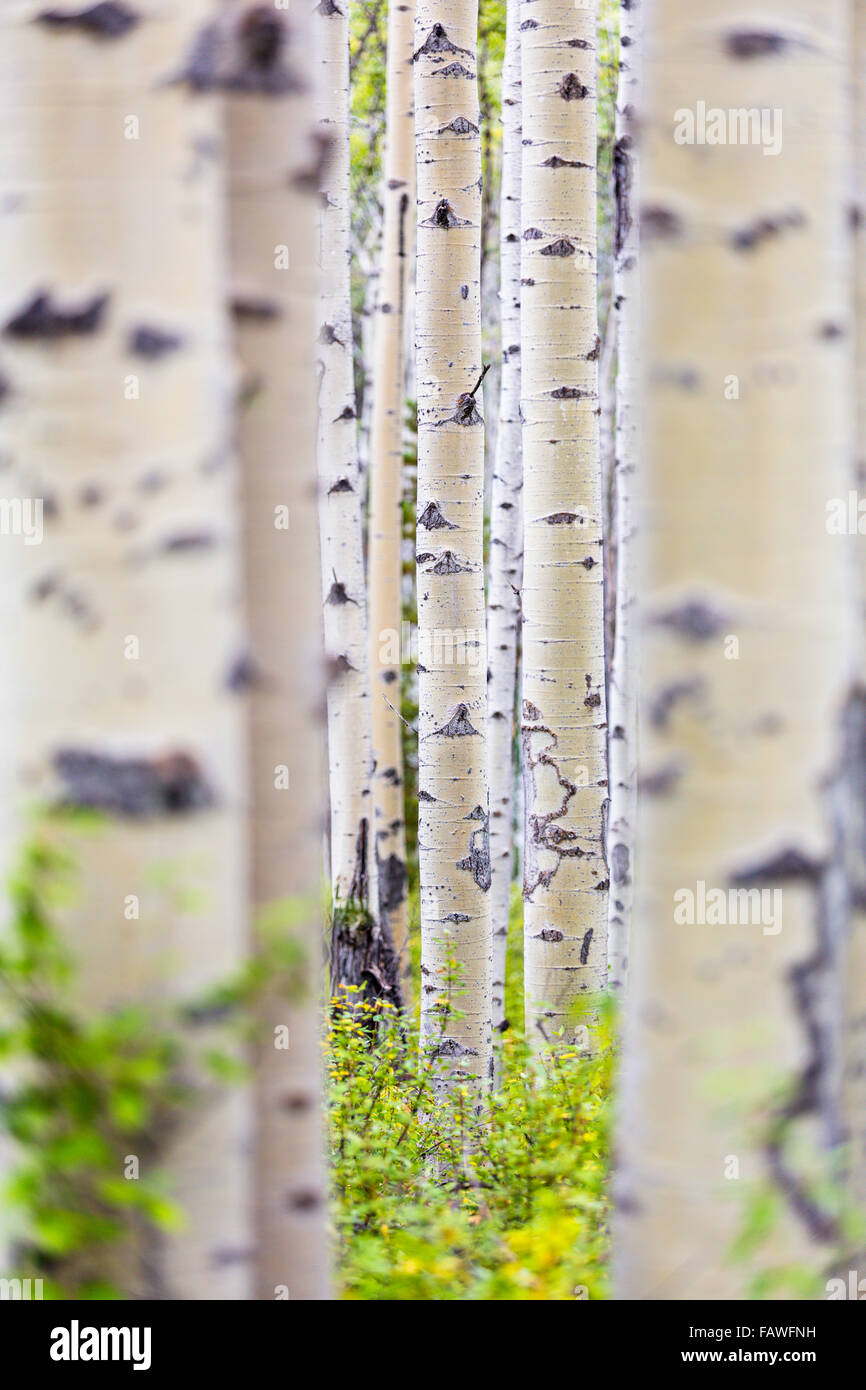 Aspen Trees, Aspen Forest, Jasper Nationalpark, Pyramid lake, Alberta ...