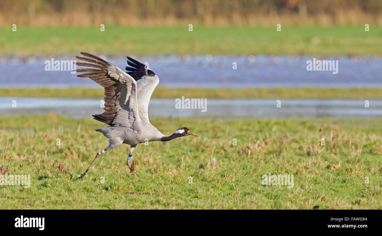 Common Crane flight Stock Photo - Alamy