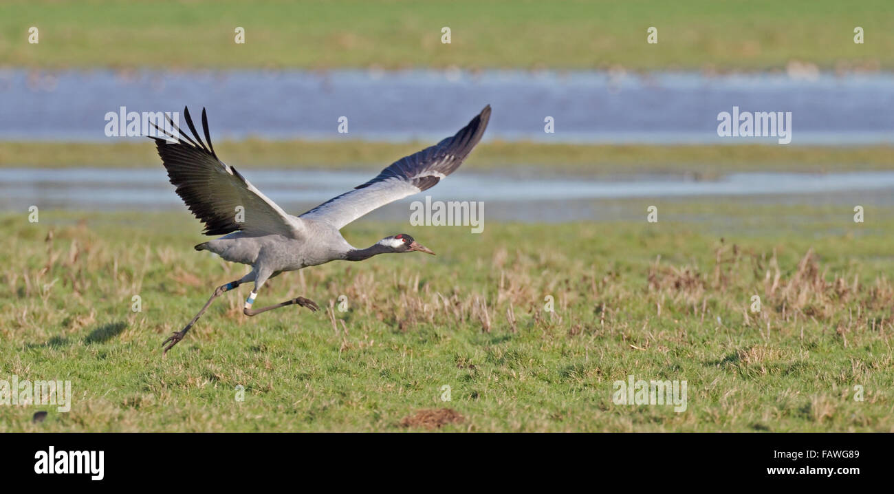 Common Crane flight Stock Photo - Alamy