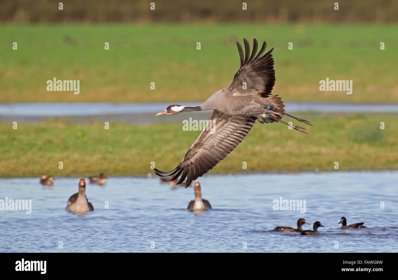 Common Crane flight Stock Photo - Alamy