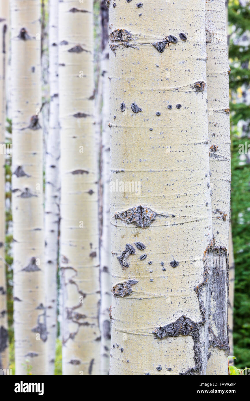Aspen Trees, Aspen Forest, Jasper Nationalpark, Pyramid lake, Alberta ...