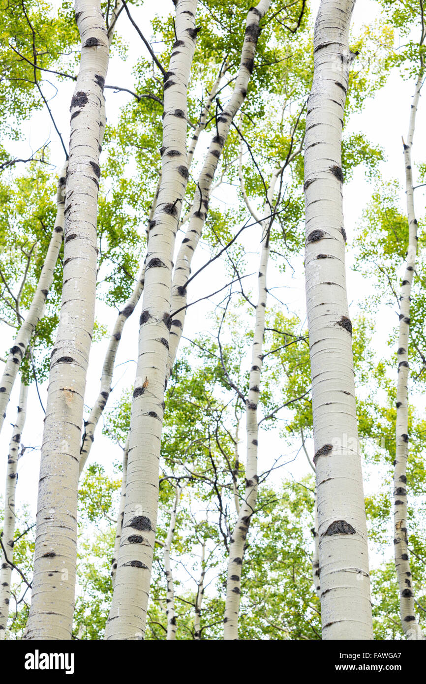 Aspen Trees, Aspen Forest, Jasper Nationalpark, Pyramid lake, Alberta ...