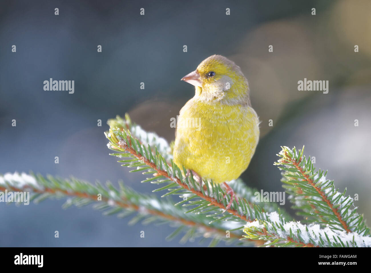 Greenfinch (Chloris chloris) is a small passerine bird in the finch ...