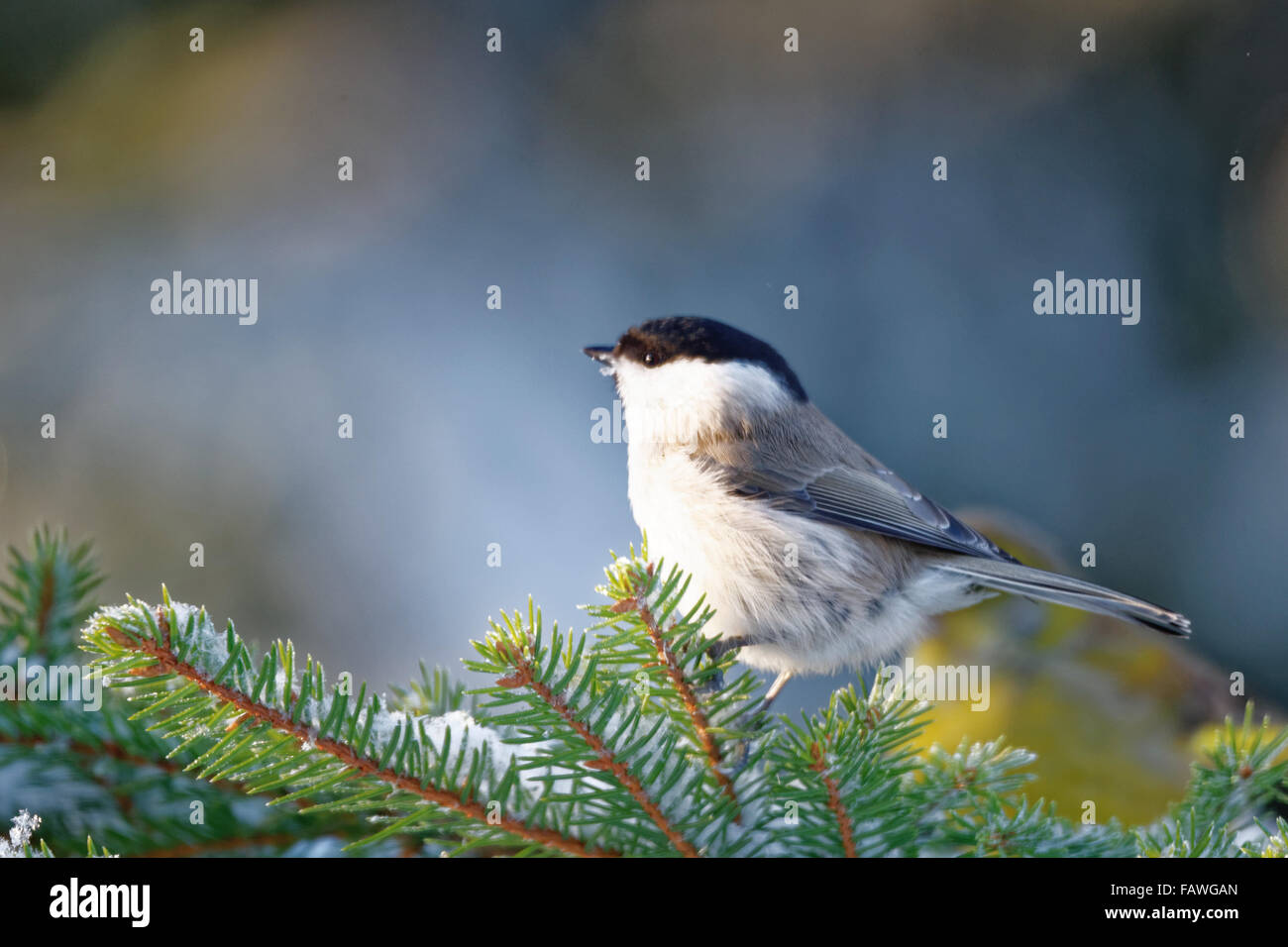 Willow tit (Poecile montanus) is a passerine bird in the tit family ...