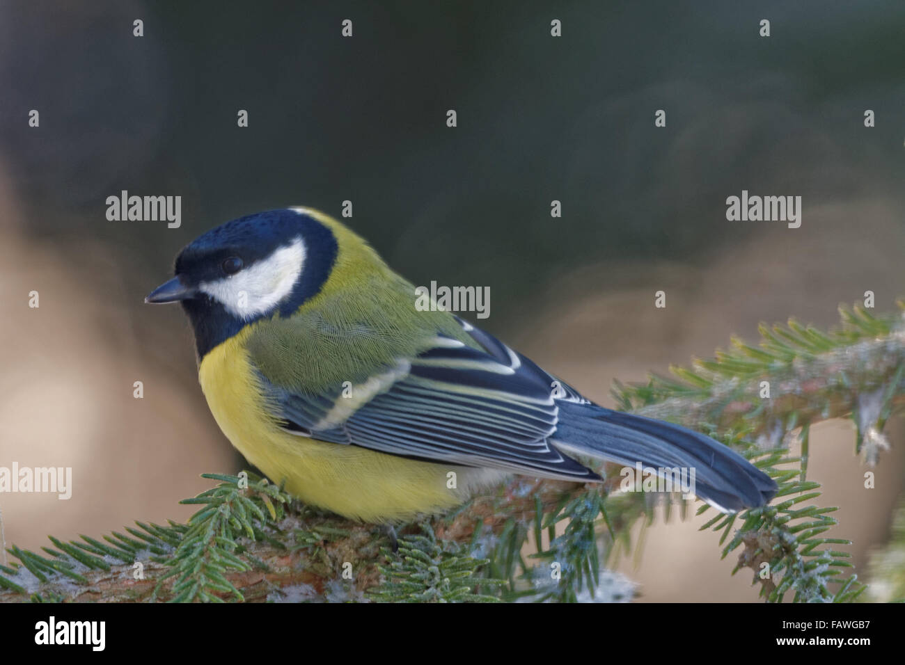 Great tit (Parus major) is a passerine bird in the tit family Paridae ...