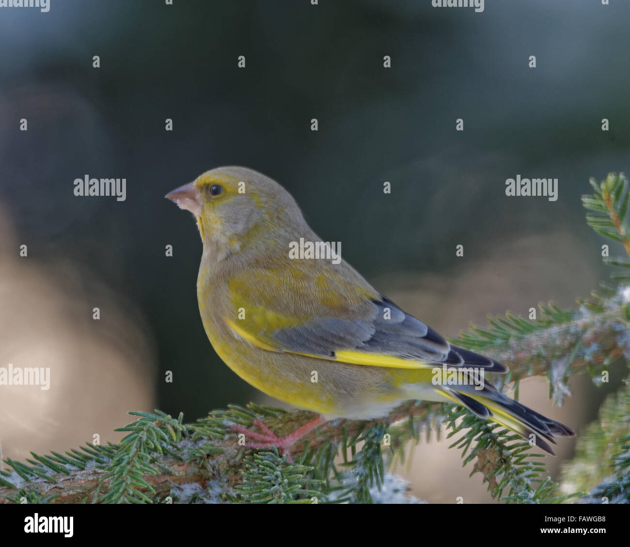 Finch family hi-res stock photography and images - Alamy