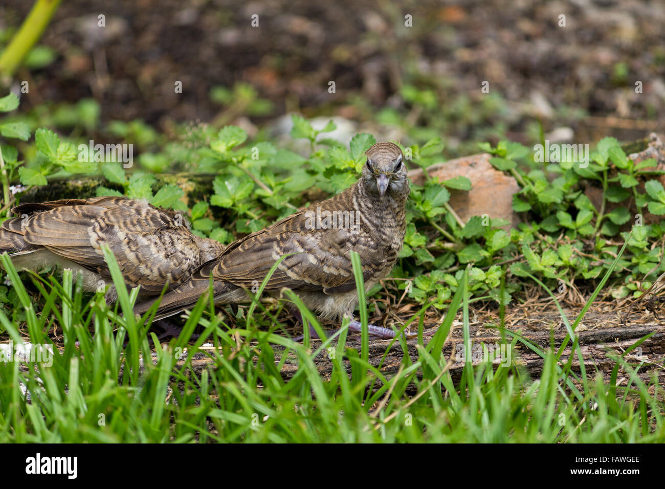 Zebra doves hi-res stock photography and images - Alamy