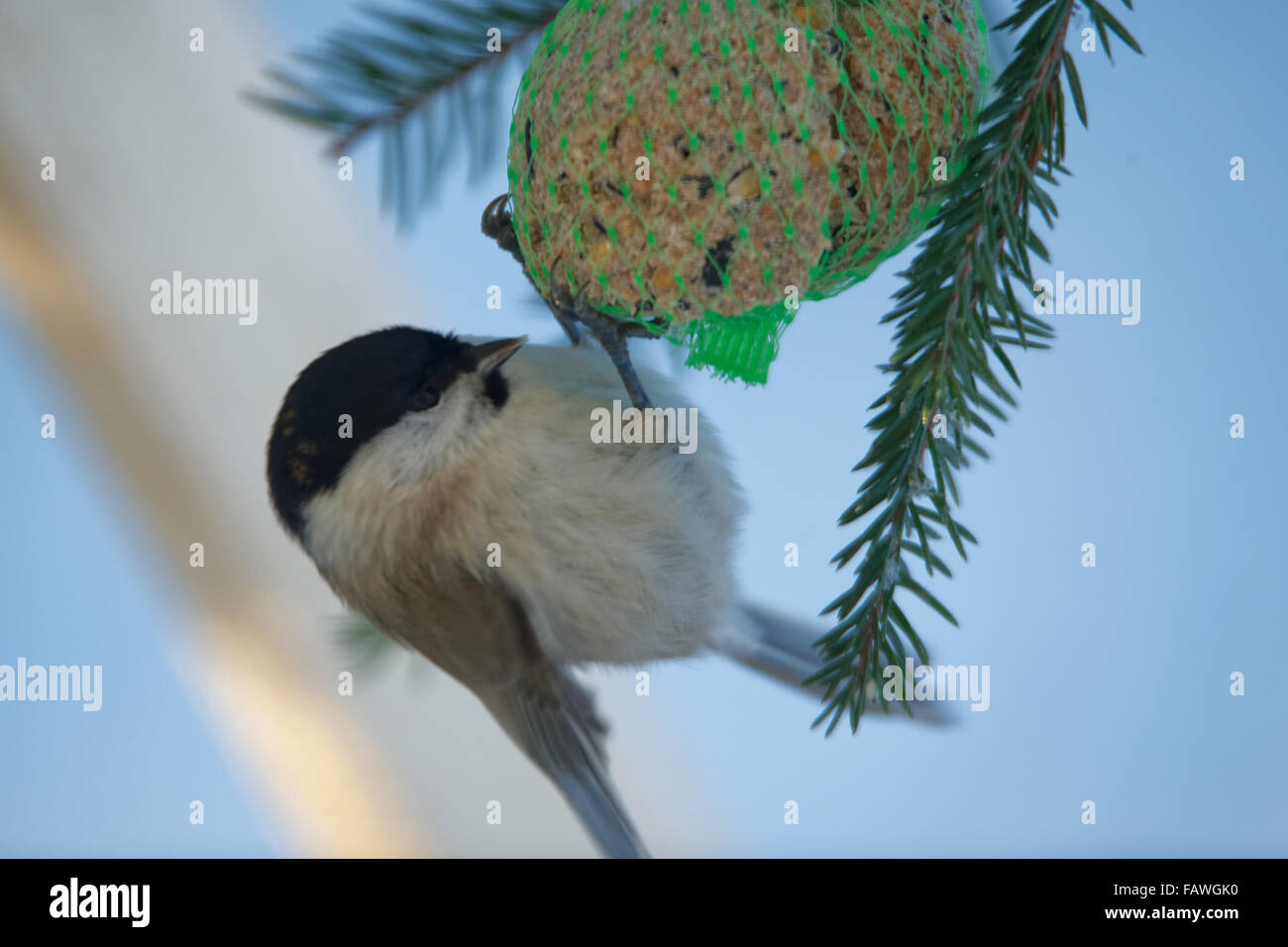 Willow tit (Poecile montanus) is a passerine bird in the tit family ...