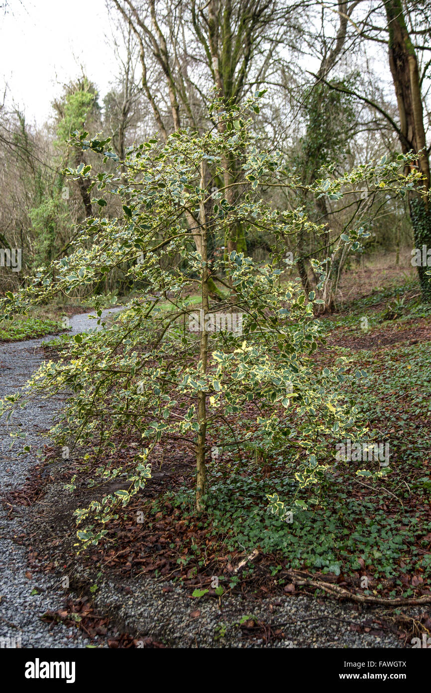 Holly Tree Stock Photos & Holly Tree Stock Images - Alamy