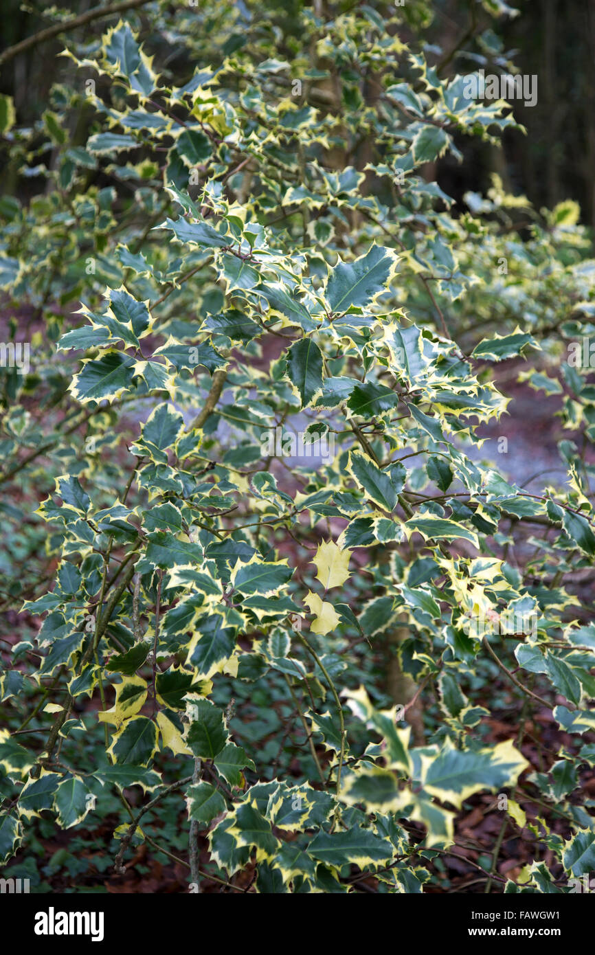 Holly tree hi-res stock photography and images - Alamy