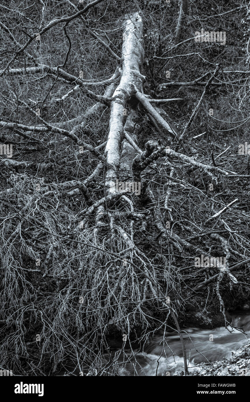 Fallen dead tree, in wood. County Limerick Ireland Stock Photo - Alamy
