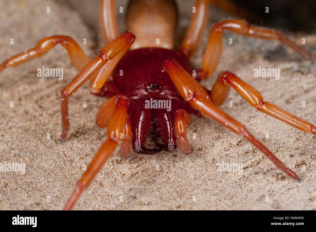 Woodlouse spider, woodlouse hunter, sowbug hunter, Großer Asseljäger ...