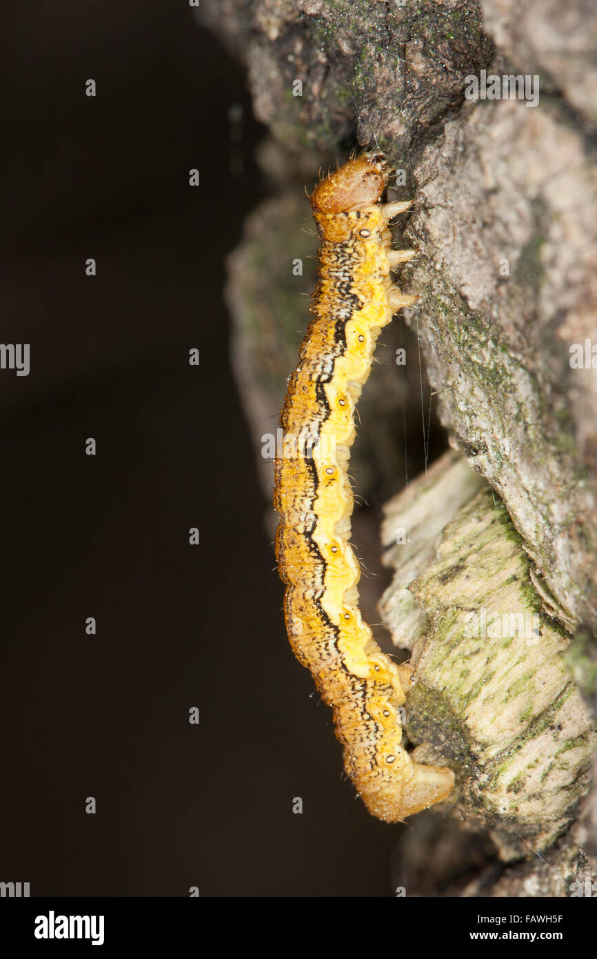 Mottled Umber, caterpillar, Großer Frostspanner, Raupe, Erannis ...