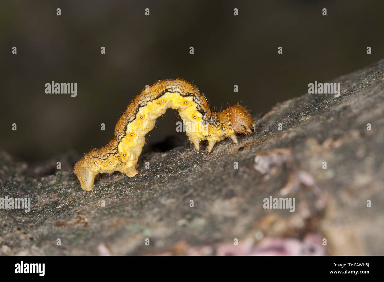 Mottled Umber, caterpillar, Großer Frostspanner, Raupe, Erannis ...