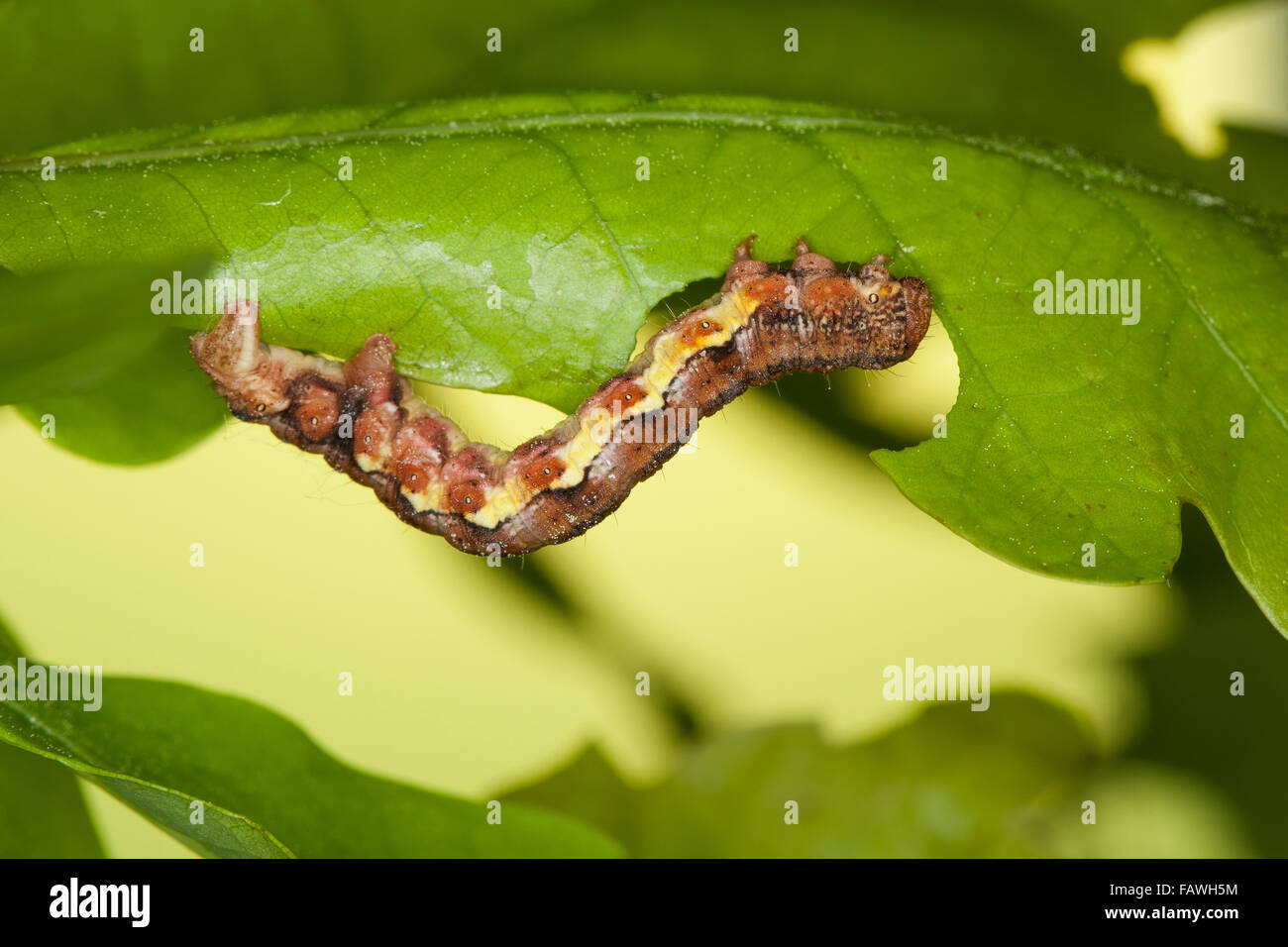 Mottled Umber, caterpillar, Großer Frostspanner, Raupe, Erannis ...