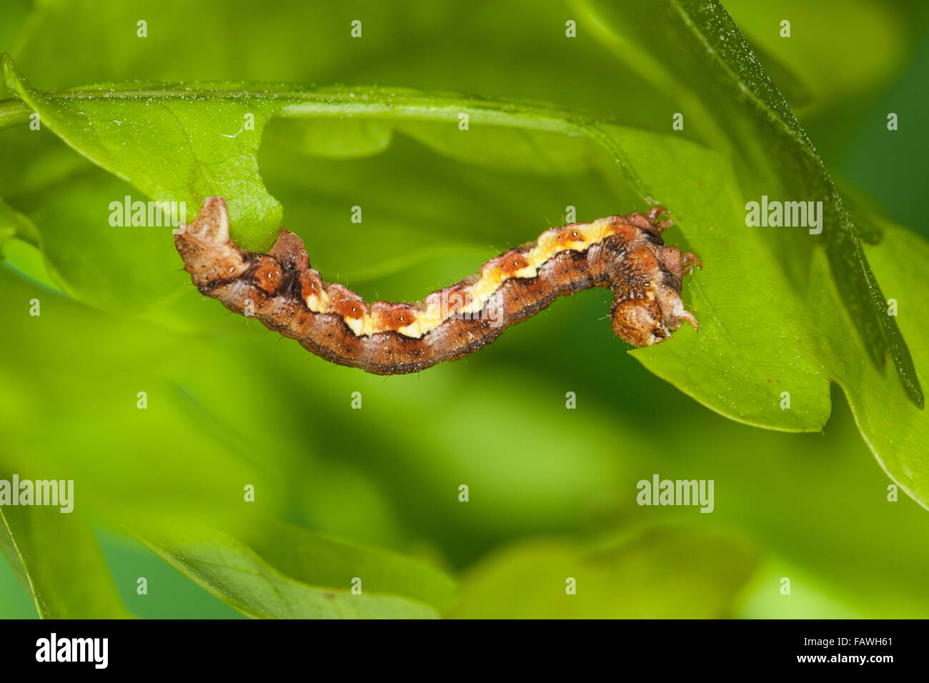 Mottled Umber, caterpillar, Großer Frostspanner, Raupe, Erannis ...